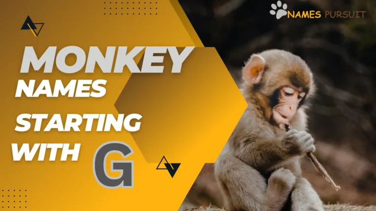 50+ Names That Mean Monkey