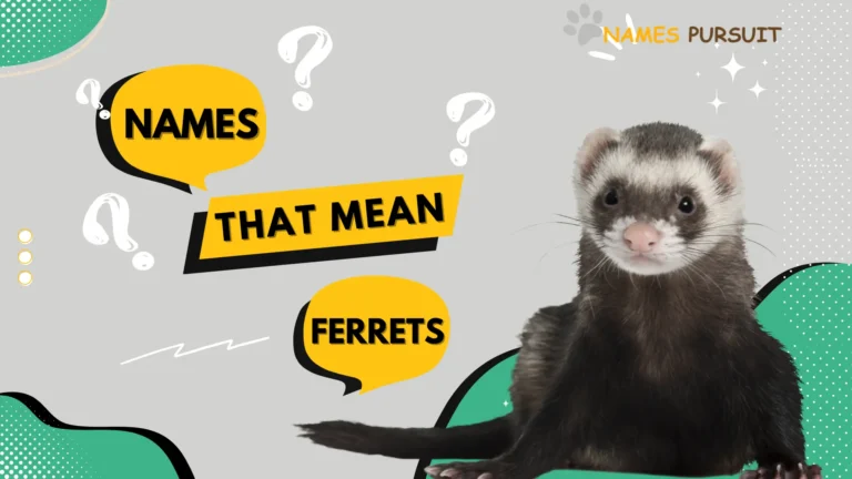 Black Ferret Names: 50+ Name Ideas