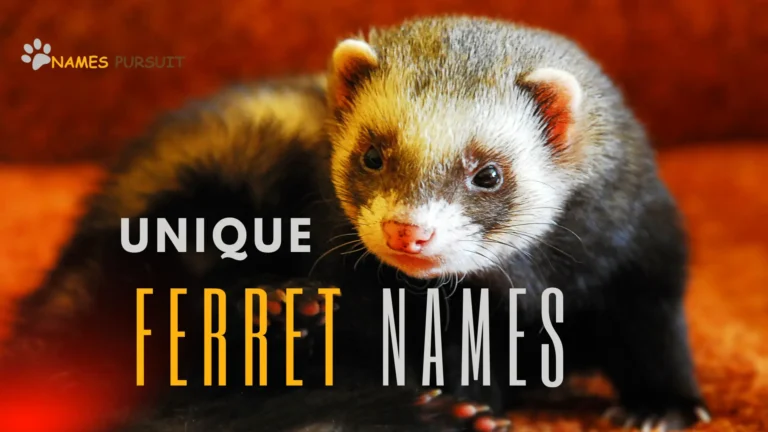 Female Ferret Names: Cute & Loving!
