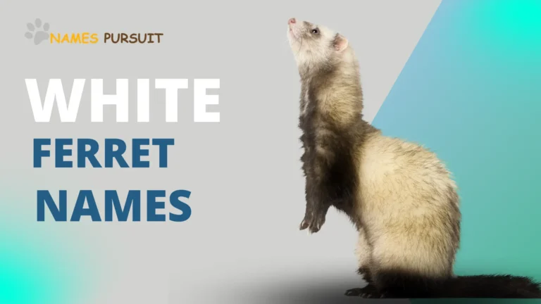 Funny Ferret Names