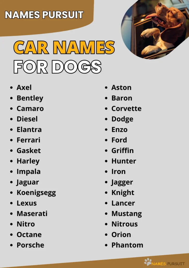 430 Car Names For Dogs Cool Naming Guide 
