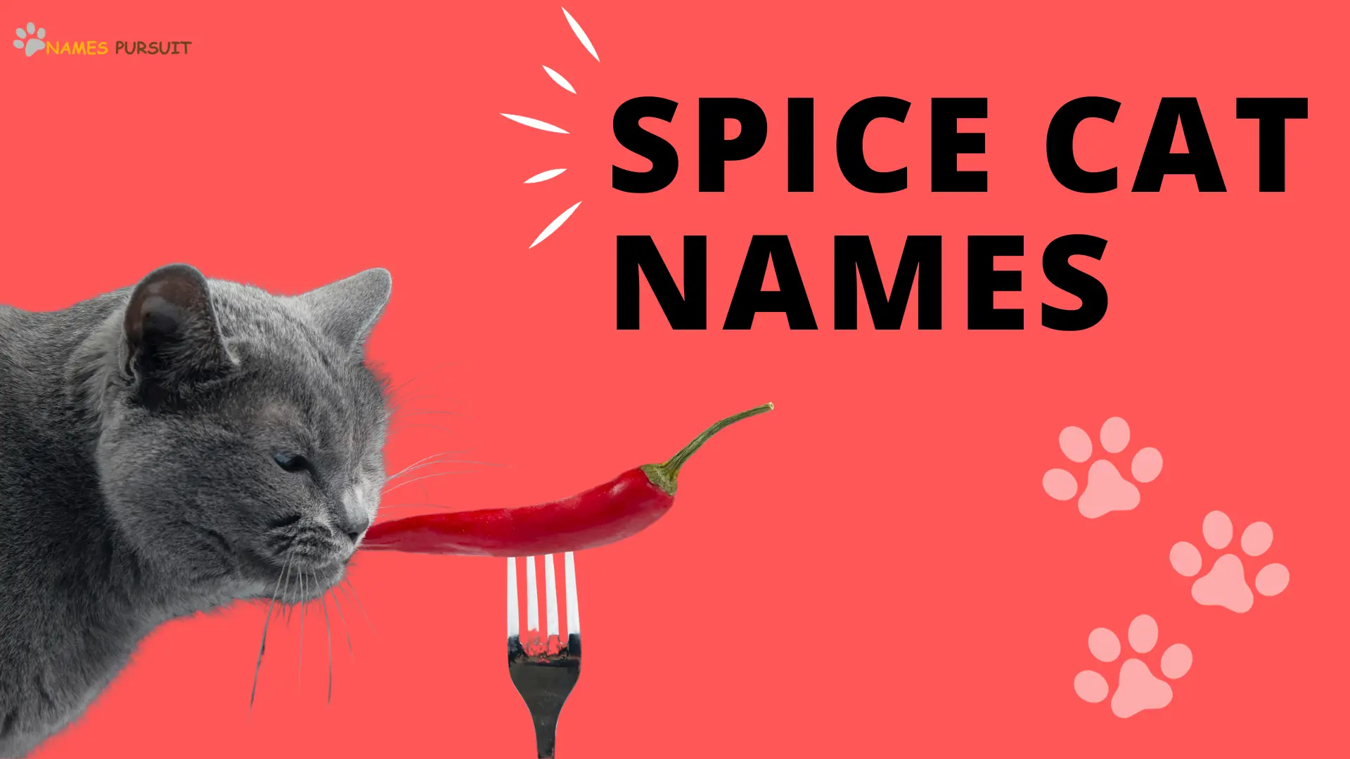 Spice Cat Names 400 Best Ideas For 2024 Spice Cat Names 400 Best Ideas For 2024