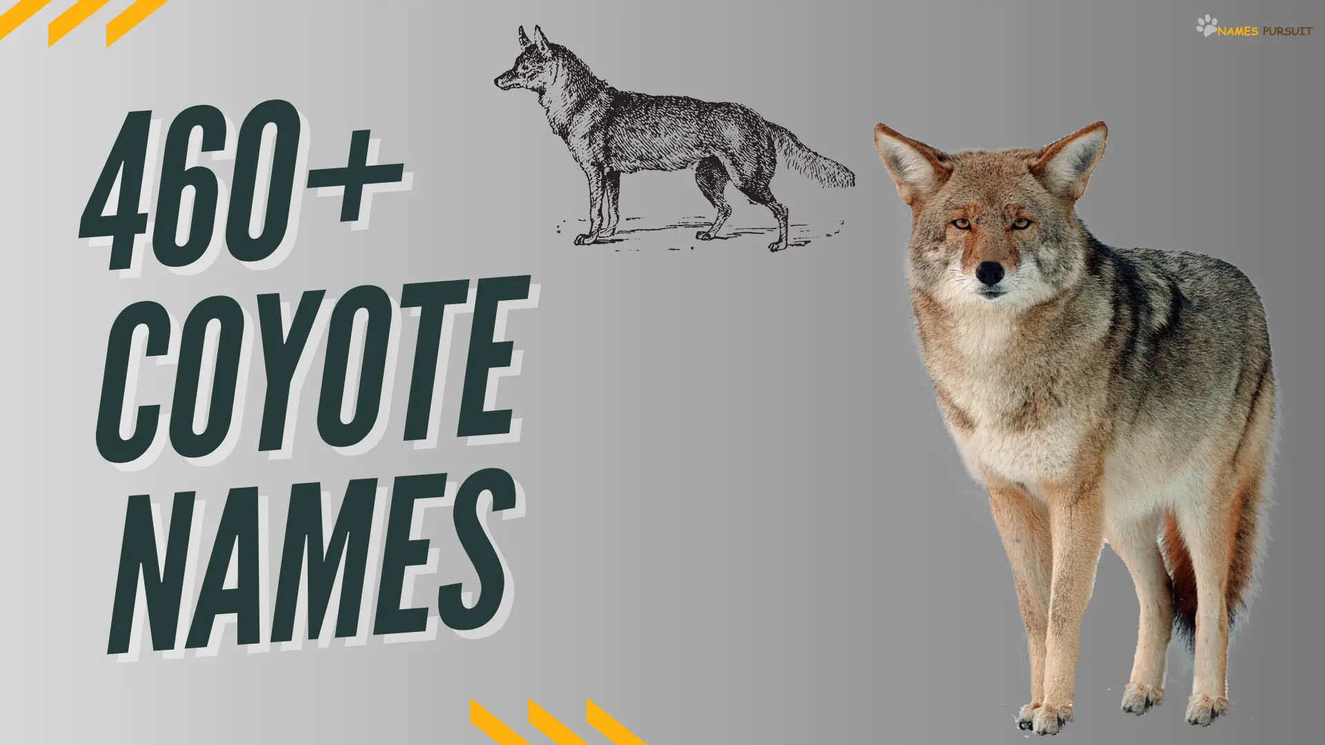 460+ Coyote Names [Cool, Unique, & Funny Ideas]